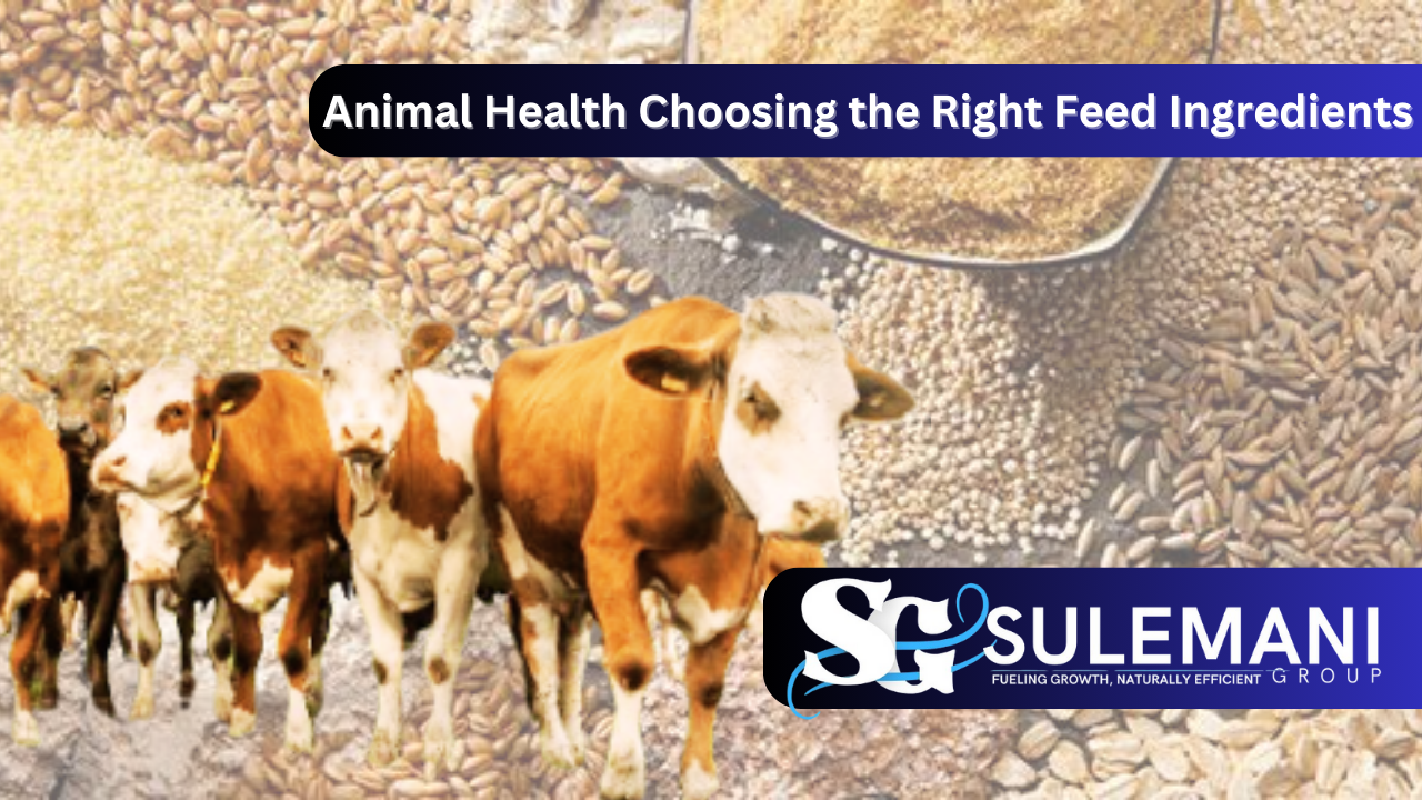 Animal Health Choosing the Right Feed Ingredients