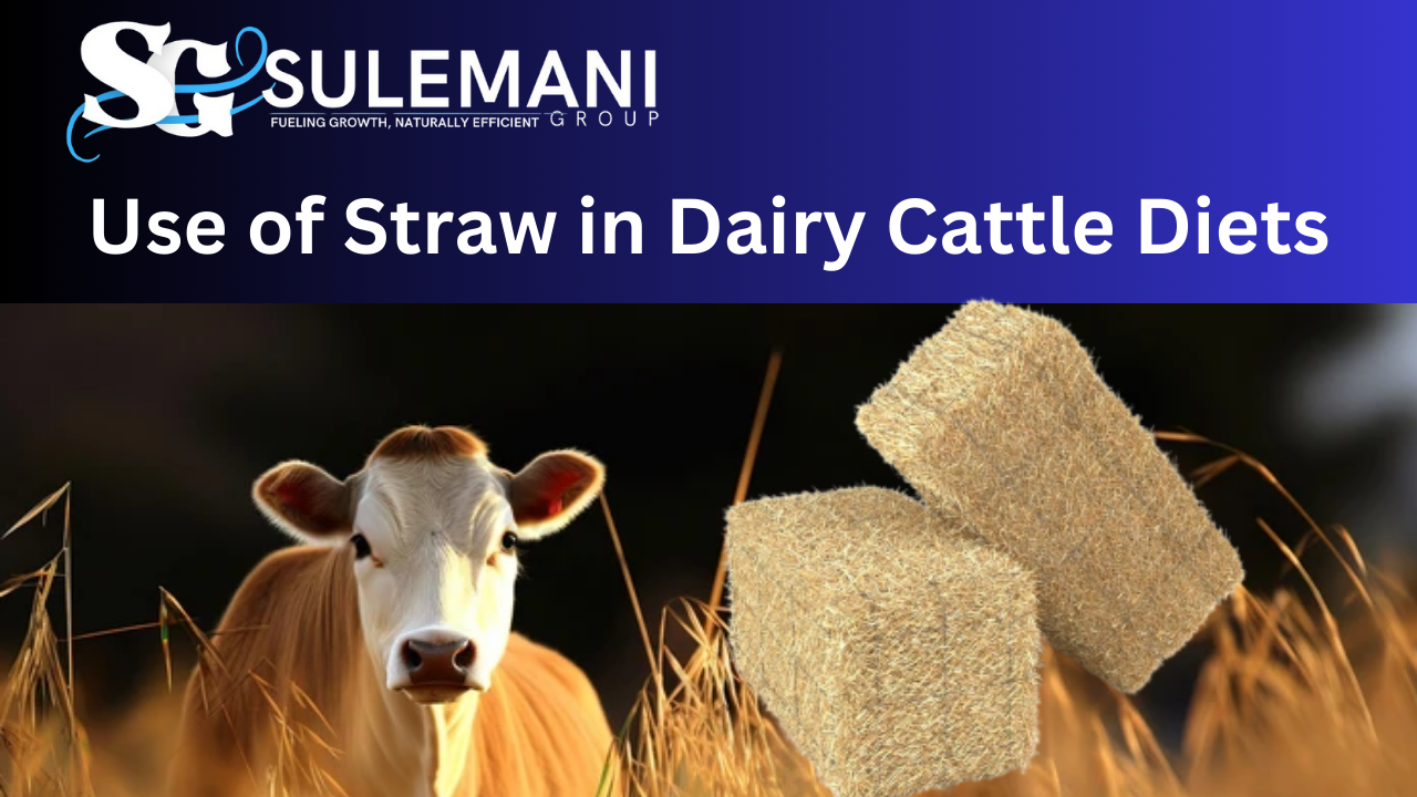 Use of Wheat Straw in Dairy Cattle Diets